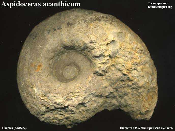 Aspidoceras acanthicum 1