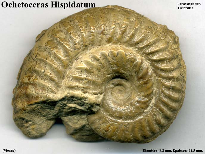 Ochetoceras Hispidatum